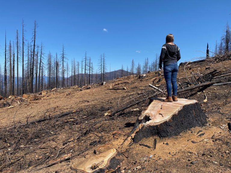 Victory in the Slater Fire Footprint: KFA and Crag Law Center protect ...